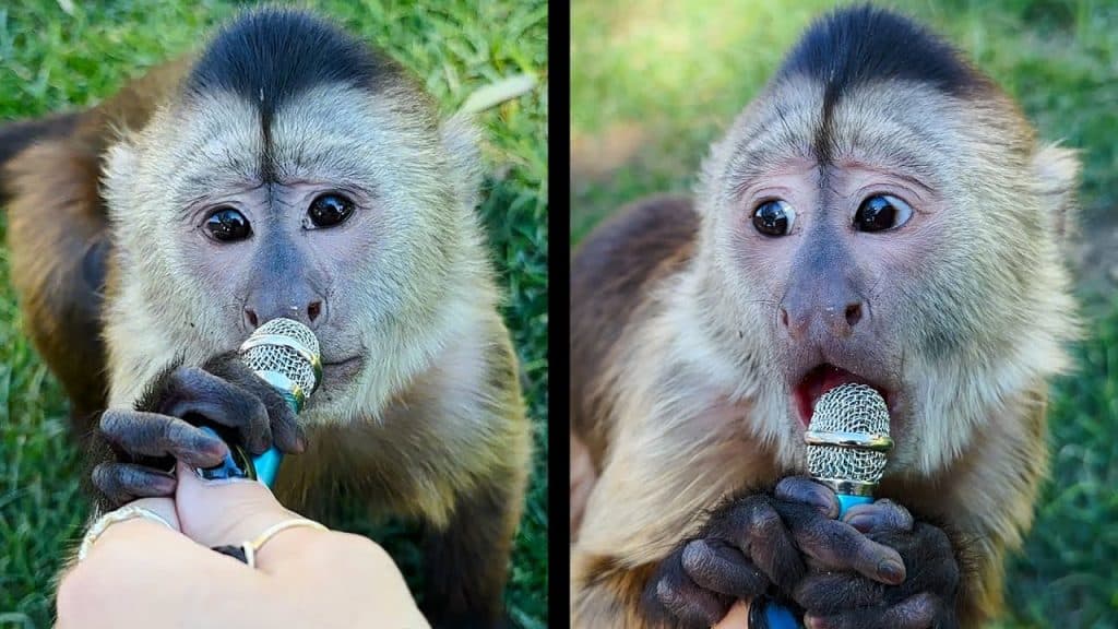 Cardioid vs. Omnidirectional vs. Figure-Eight: Differences of the Most ...